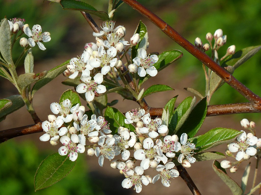 The 15 Best Native Plants (5 Flowers, 5 Shrubs, 5 Trees) for Memphis ...