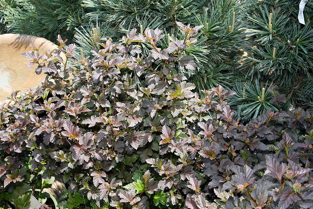 The 15 Best Native Plants (5 Flowers, 5 Shrubs, 5 Trees) for Memphis ...