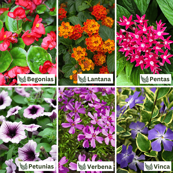 Top 6 flowers to make your commercial property stand out for spring, summer
