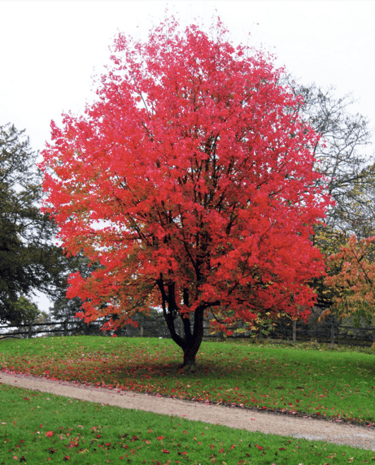3 Best Shade Trees for Memphis (And the Entire Mid-South)