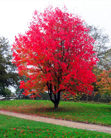 3 Best Shade Trees for Memphis (And the Entire Mid-South)